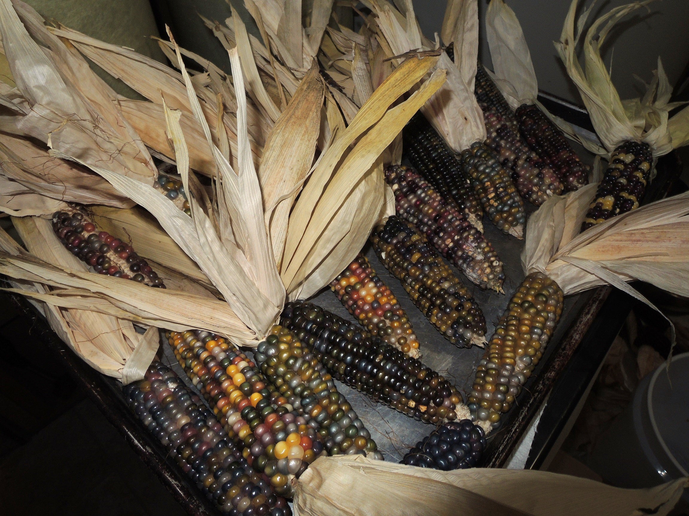 Glass Gem Corn seeds – Dakota Prairie Stream Seed & Grain